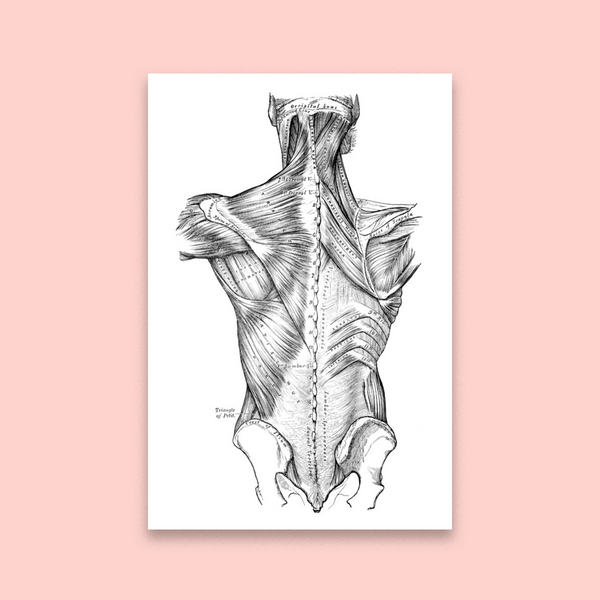Anatomy Wallpaper – Chroma Living