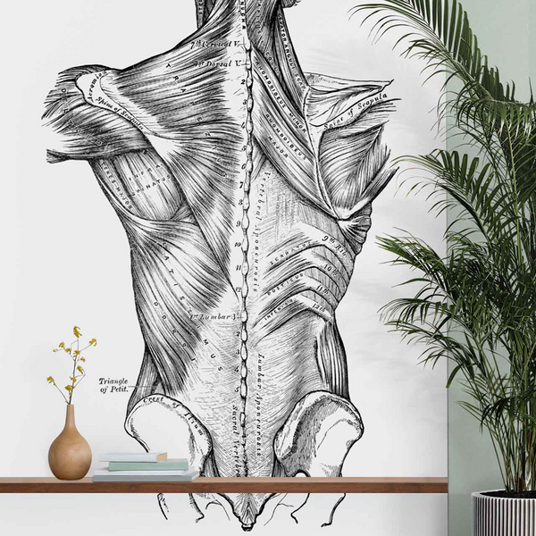 Anatomy Wallpaper – Chroma Living
